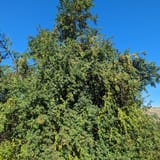 Link River Trail, Oregon - 480 Reviews, Map | AllTrails