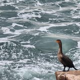 Ocean Path Trail, Maine - 3,302 Reviews, Map | AllTrails