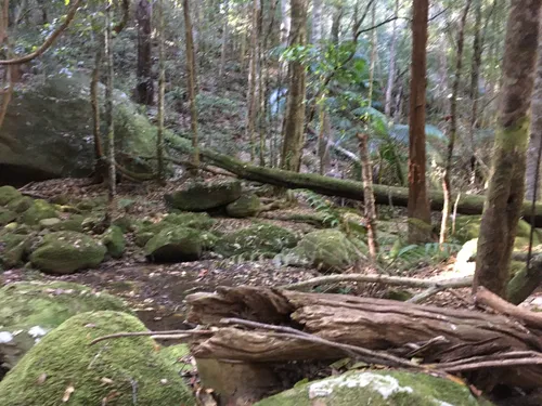Best Hikes and Trails in Ourimbah State Forest | AllTrails