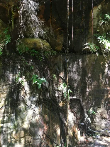 Best Hikes and Trails in Ourimbah State Forest | AllTrails