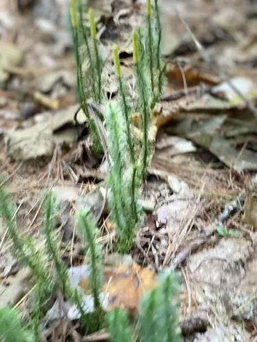 Best Hikes and Trails in Limington, Hollis, Waterboro Sanctuary | AllTrails