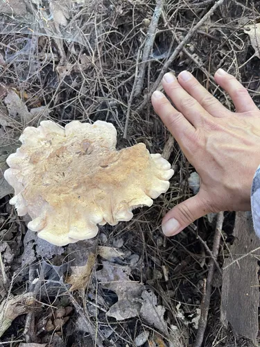 Best Hikes and Trails in Limington, Hollis, Waterboro Sanctuary | AllTrails