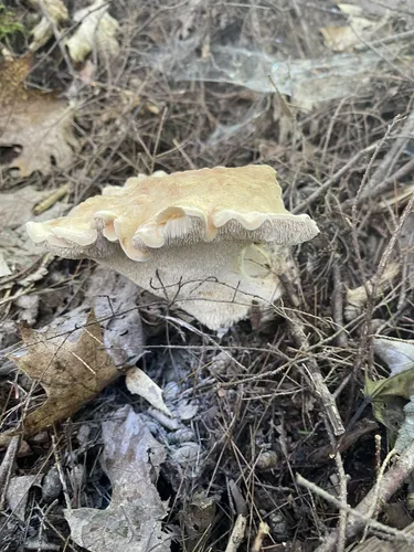 Best Hikes and Trails in Limington, Hollis, Waterboro Sanctuary | AllTrails