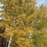 Bachelor Gulch Trail, Colorado - 191 Reviews, Map | AllTrails