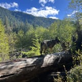 Skookum Flats Trail, Washington - 844 Reviews, Map | AllTrails