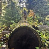 Skookum Flats Trail, Washington - 844 Reviews, Map | AllTrails