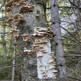 Barnes Camp Loop, Vermont - 456 Reviews, Map | AllTrails