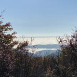 Massie Gap and Wilburn Ridge Loop, Virginia - 848 Reviews, Map | AllTrails