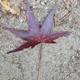 Mazeppa Park Trail, North Carolina - 465 Reviews, Map | AllTrails