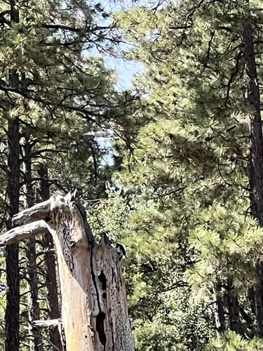 Best Hikes and Trails in Watson Woods Riparian Preserve | AllTrails