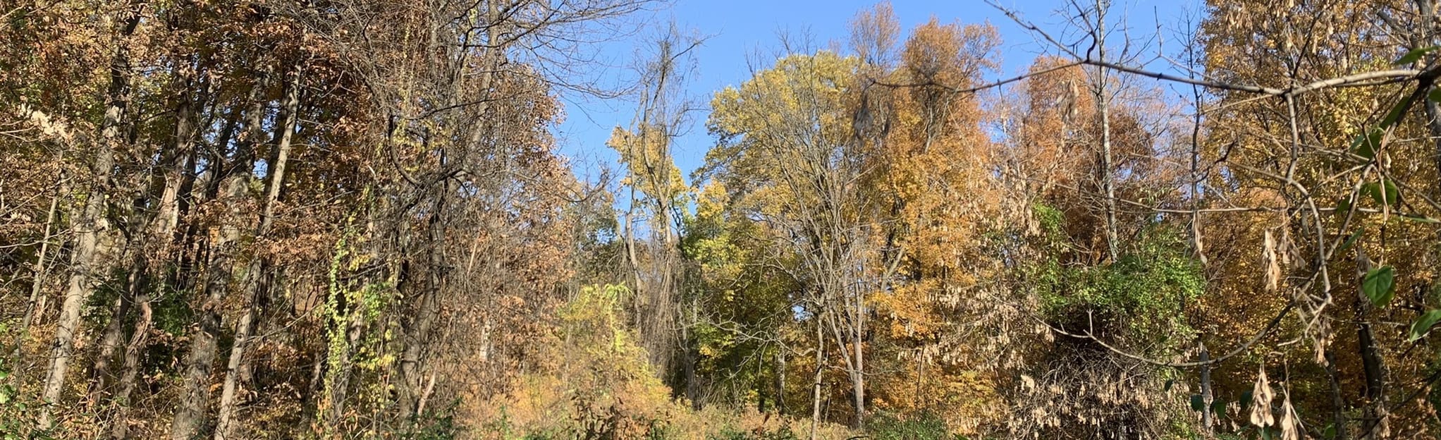 Alpine Street Trail, Pennsylvania - 985 Reviews, Map | AllTrails