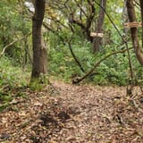 Edgecliff Loop, New York - 242 Reviews, Map | AllTrails