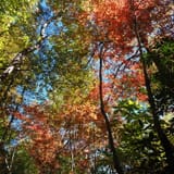 South Toe River Loop Trail, North Carolina - 431 Reviews, Map | AllTrails