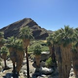 Palm Canyon Trail, California - 1,150 Reviews, Map | AllTrails