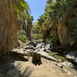 Palm Canyon Trail, California - 1,150 Reviews, Map | AllTrails