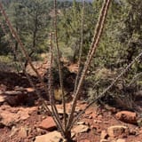 Mescal Mountain Trail, Arizona - 646 Reviews, Map | AllTrails