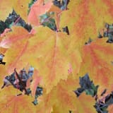 Cove Point Loop to Superior Hiking Trail Loop, Minnesota - 126 Reviews ...