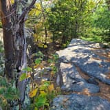 Boulder Loop Trail, New Hampshire - 1,896 Reviews, Map | AllTrails