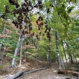 David J Culham Trail, Ontario, Canada - 1,299 Reviews, Map | AllTrails