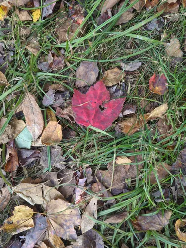 Best Hikes and Trails in Howard Hill Conservation Area | AllTrails