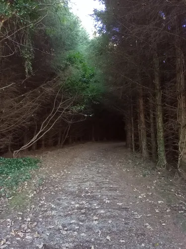 Los mejores senderos y rutas en Castle Freke Woods | AllTrails