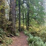 South Falls and Maple Ridge Loop, Oregon - 1,832 Reviews, Map | AllTrails