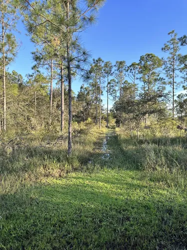 Best Hikes and Trails in Babcock Ranch Nature Preserve | AllTrails