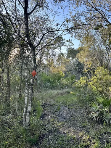 Best Hikes and Trails in Babcock Ranch Nature Preserve | AllTrails