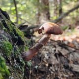 Haystack Mountain Trail, Maine - 292 Reviews, Map | AllTrails