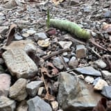 Hot Springs Sunset Trail Full Circle, Arkansas - 368 Reviews, Map ...