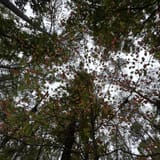 Hot Springs Sunset Trail Full Circle, Arkansas - 368 Reviews, Map ...