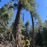 Bill Williams Mountain Trail, Arizona - 525 Reviews, Map | AllTrails