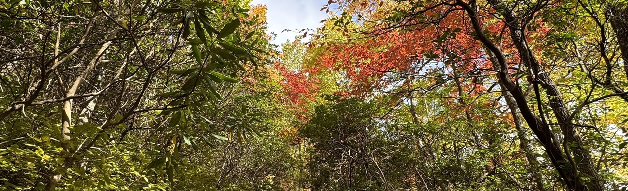 Russell Field Trail to Mollies Ridge Shelter, Tennessee - 16 Reviews ...