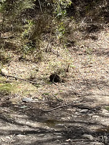 Best Hikes and Trails in Belanglo State Forest | AllTrails