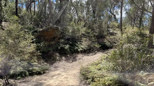 Best Hikes and Trails in Belanglo State Forest | AllTrails