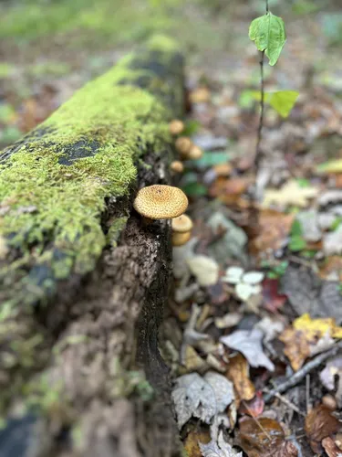 Best Hikes and Trails in Bald Mountain Creek Preserve | AllTrails