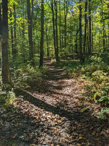 Best Hikes and Trails in Birch Run Forest Land Preserve | AllTrails