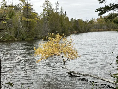 Best Hikes and Trails in Chocolay Bayou Nature Preserve | AllTrails