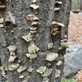 Case Mountain Trail, Connecticut - 964 Reviews, Map | AllTrails