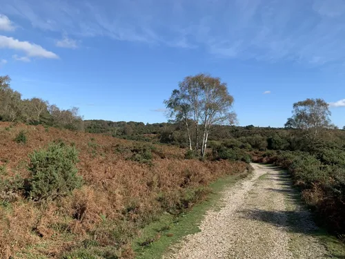 10 Best Hikes and Trails in New Forest National Park | AllTrails