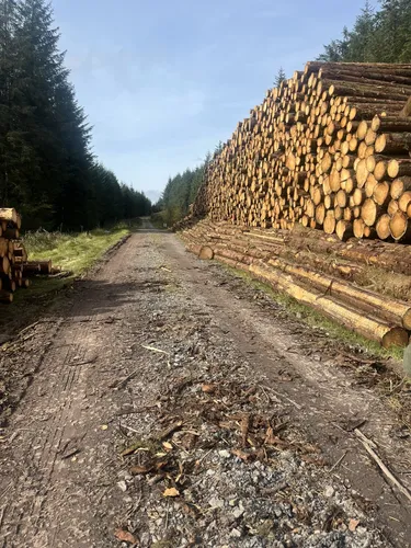 2023 Best Moderate Trails in Kinnitty Forest | AllTrails