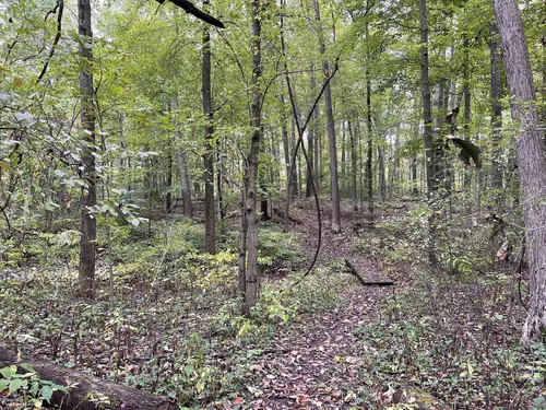 Best Hikes and Trails in Spring Lake Woods and Bog - Acres Land Trust ...