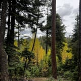 Swauk Forest Discovery Trail, Washington - 402 Reviews, Map | AllTrails