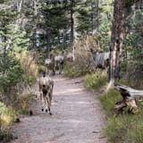 String Lake Trail, Wyoming - 2,001 Reviews, Map | AllTrails