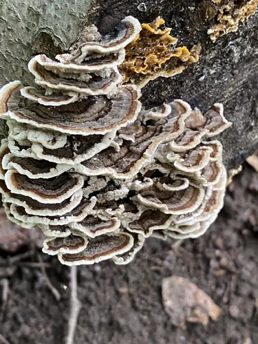 Best Hikes and Trails in Bendix Woods County Park | AllTrails