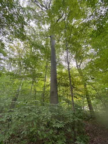 Best Hikes and Trails in Bendix Woods County Park | AllTrails