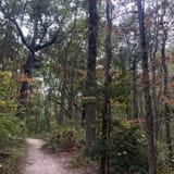 Mossy Ridge Trail Loop, Tennessee - 971 Reviews, Map | AllTrails