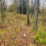 Sam's Knob and Little Sam Loop , North Carolina - 414 Reviews, Map ...