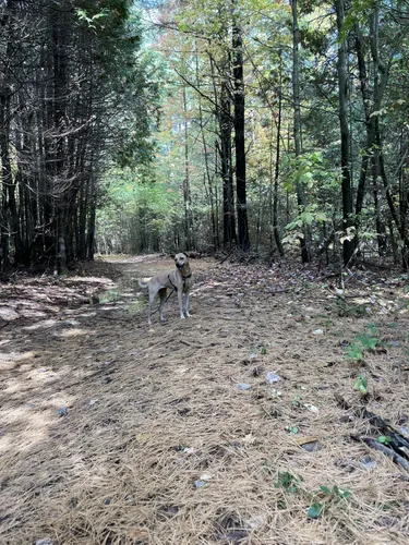 Best Hikes and Trails in Pefferlaw Tract | AllTrails