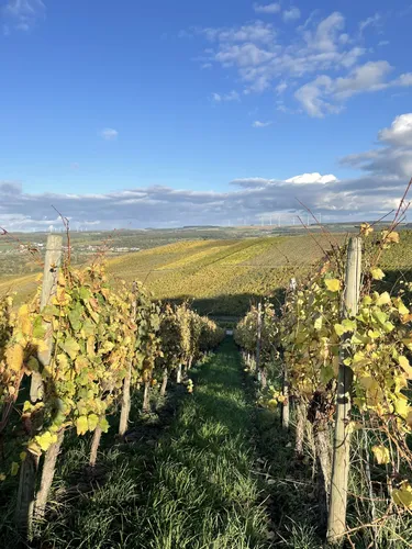 10 Best Trails, Walks, and Paths in Remich | AllTrails